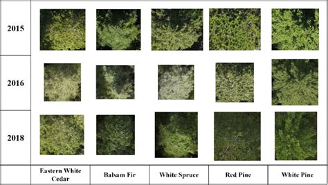 Examples Showing The Tree Crowns Of Different Species Across The Three Download Scientific