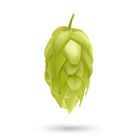 257 Hop Vine Vector Images Depositphotos