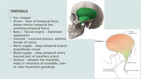 Temporal And Infratemporal Regions Pptx