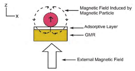 detection of magnetic particle on gmr biosensor adapted from rife et