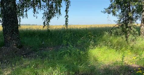 Tall Trees On The Edge Of An Open Grass Field · Free Stock Video