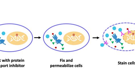 Staining Strategies For Intracellular Flow Cytometry Fluorofinder