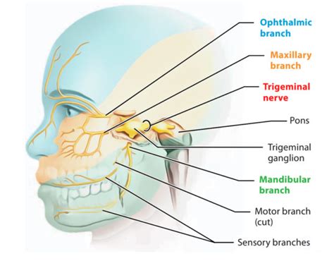Trigeminal Nerve Earths Lab