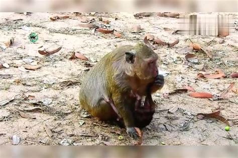 独眼猴怎么这样照顾新生猴呢真为它捏一把汗