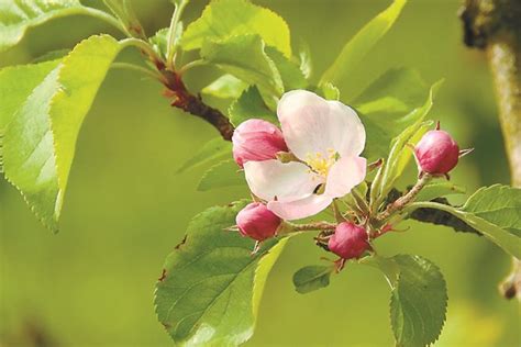 Балансирана храна за овощните видове Български Фермер