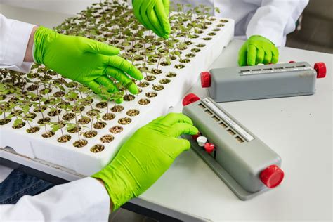 Seed Analysis Seed Analysis