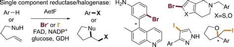 The Single‐component Flavin Reductase Flavin‐dependent Halogenase Aetf