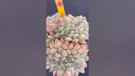 티피철화 다육이 다육식물 다육 Succulent 多肉植物 다육철화 다육싸게파는곳 엑스플랜트 Youtube