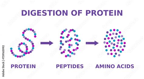 Digestion Of Protein Breaking The Complex Molecule First Into Peptides