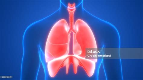 폐와 다이어프램 인간의 호흡 시스템 해부학 3d 렌더링의 일부 3차원 형태에 대한 스톡 사진 및 기타 이미지 3차원 형태 건강 진단 건강관리와 의술 Istock