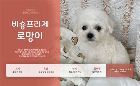 강아지무료분양강아지책임분양비숑프리제 비숑프리제 로망이