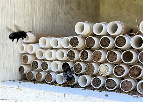 Everything You Need To Know About Keeping Mason Bees