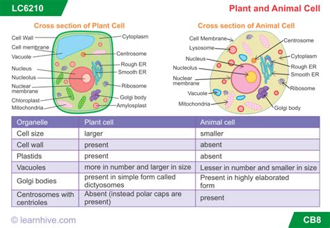 Endocervical Cell Present Endocervical And Squamous Metaplastic Cells