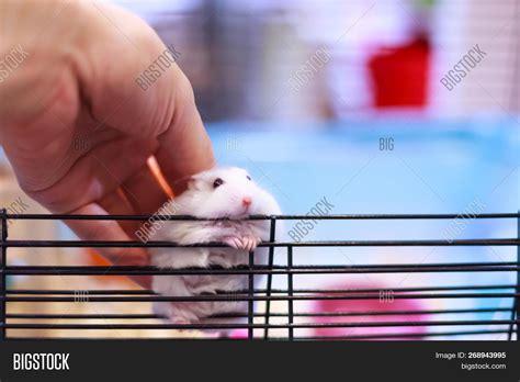 Cute Winter White Hamster