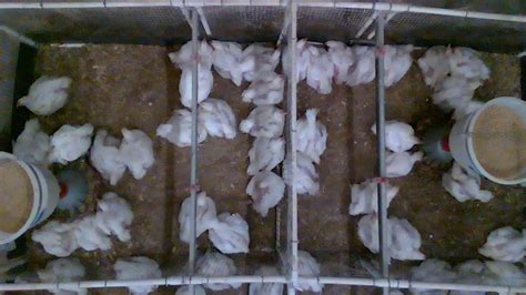 Chickens Object Detection Dataset By Toy Car