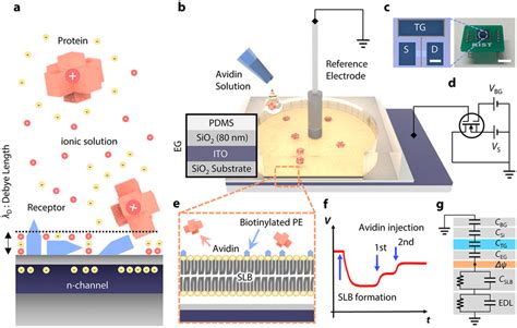 Electrical Sensing In Ionic Environments And Schematic Of The Download Scientific Diagram