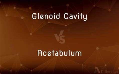 Glenoid Cavity Vs Acetabulum — Whats The Difference
