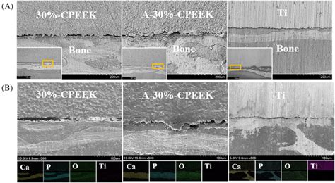 A Scanning Electronic Microscope SEM Images Of The Implantbone Download Scientific Diagram