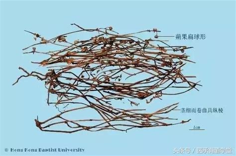 每天最少學一味中藥百合第 313天 每日頭條