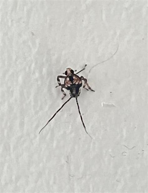 Jumping Bug In Nsw Australia Rwhatsthisbug