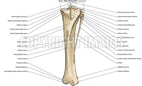 Tibia E Fibula Equino RETOEDU