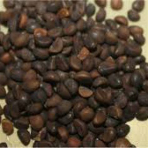 Gambar Biji Kangkung 57 Koleksi Gambar