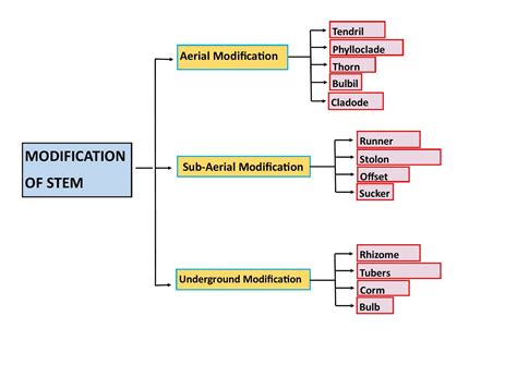 Plant Stem Modification Of Stem Study Of Plant
