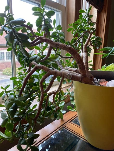 Turning My Jade Upright Rplant