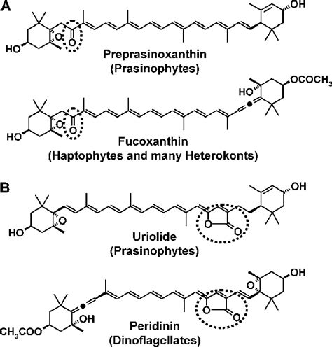 conspicuous structural motifs are shared by xanthophylls from
