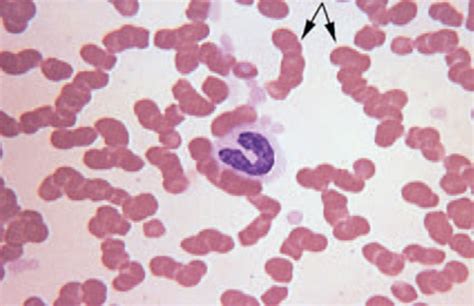 Unit 1 Test Cell Morphology Flashcards Quizlet