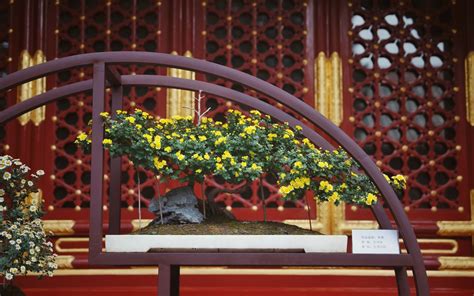 北京市菊花市花展開幕北海公園自育新品種大家庭首亮相 壹讀