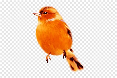 유럽 로빈 새 그리기 부리 새 Png Pngegg