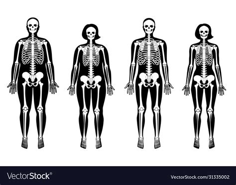 Male Versus Female Skeletal System