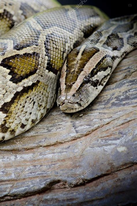 Close Up Photo Of Burmese Python Python Molurus Bivittatus Iso Stock Photo Art9858 70071235