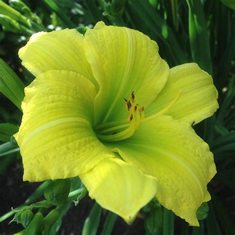 Gradina Chic Hemerocallis Green Flutter