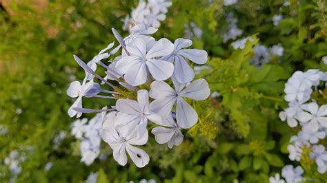 Common Jasmine Biodiversity At Lums