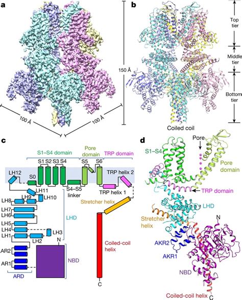 Overall Structure Of Trpm4 A 3d Reconstruction Of Trpm4 With Each