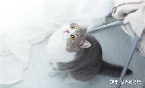 家中如果有多只猫的情况下哪只才是老大 知乎