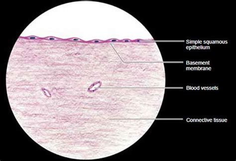 Simple Squamous Epithelium Slide Labeled