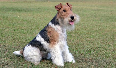 Smooth And Wire Fox Terrier Breed Information Vetstreet Vetstreet