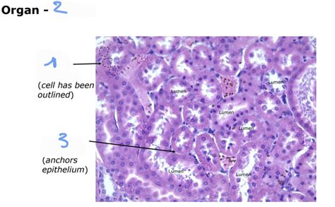Lab Practical Part 14 Diagram Quizlet