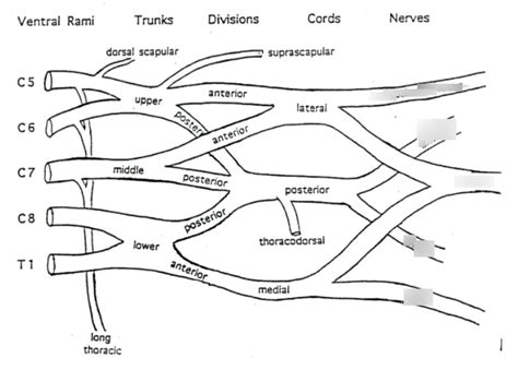 Anatomy Lab Brachial Plexus And Posterior Forearm Diagram Quizlet