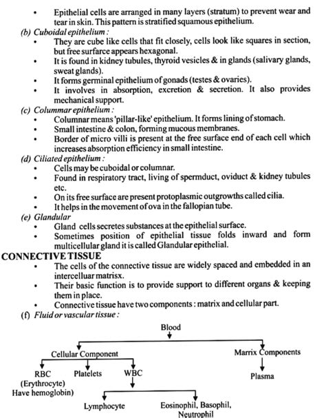 Tissues Class 9 Handwritten Notes Pdf Readaxis