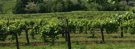 ANERI BRUT | Aneri