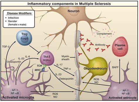 The Role Of Inflammation Mediators In The Pathogenesis Of Multiple
