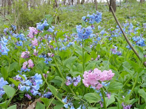 Virginia Bluebells Se Minnesota Ecotype Experimental Farm Network Seed Store