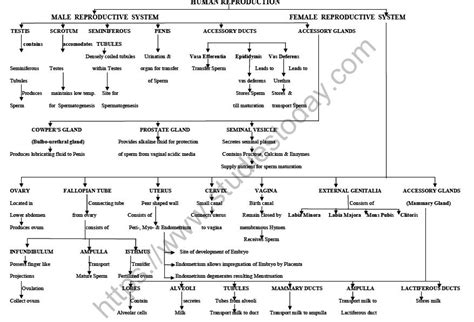 Reproduction In Humans