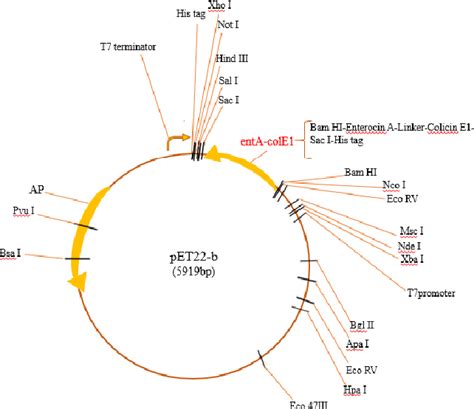 Figure 1 From Evaluation Of Antibacterial Activity Of Enterocin A Colicin E1 Fusion Peptide