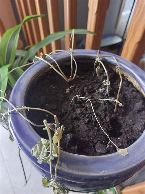 Wilting Catnip Help Please Rgardening