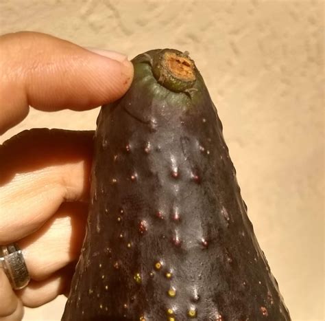 How To Harvest Avocados Greg Alders Yard Posts Southern California